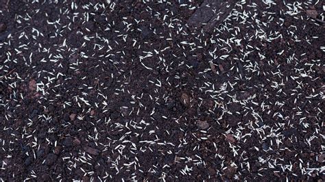 What Seed Should You Use For Growing A New Lawn From Scratch In Indiana