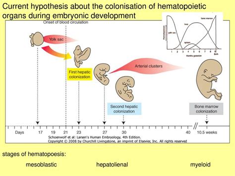 Hematopoesis Semmelweis University Faculty Of Medicine Ppt Download