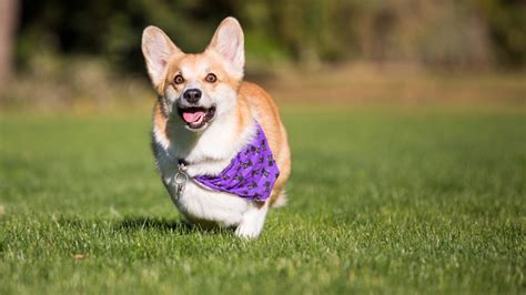 Corgi Rocks A Natural Sexy Thong Mashable