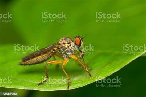 강도 Flyat Aarey 우유 식민지 인도 0명에 대한 스톡 사진 및 기타 이미지 0명 갈색 검은색 Istock