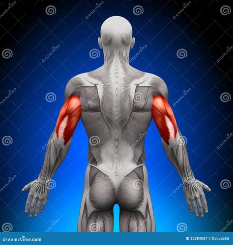 Tricipite Muscoli Di Anatomia Illustrazione Di Stock Illustrazione