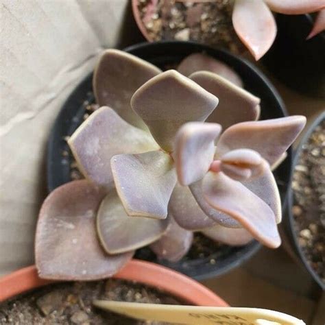 Lenophyllum Obtusum Plant Care And How To Grow Water