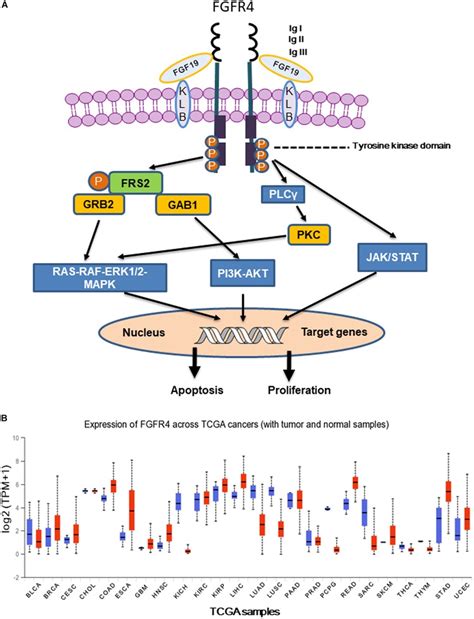 Dissecting The Role Of The Fgf19 Fgfr4 Signaling Pathway In Cancer Development And Progression