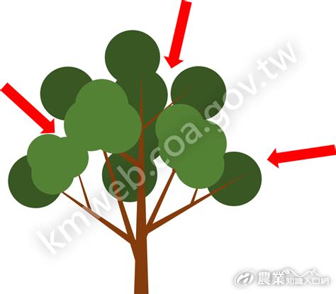 龍眼矮化栽培技術 龍眼主題館 農業知識入口網