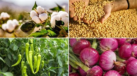 Agrowon Podcast मक्याला काय भाव मिळतोय कापूस रेट सोयाबीन कांदा