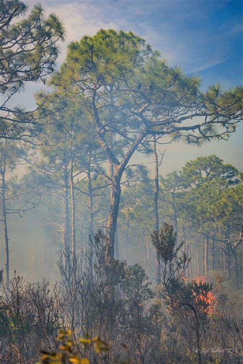 Prescribed Burn Map And Gallery Coffeen Nature Preserve