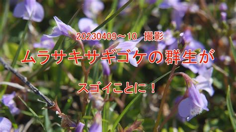 ムラサキサギゴケの群生広範に点在する群生ウグイスの声矢田川河川敷20230409 YouTube