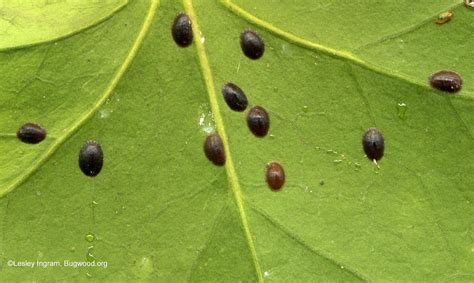 Common Indoor House Plant Pests