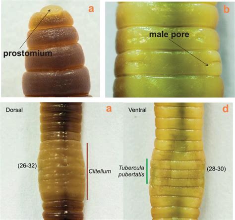 Earthworms And Vermicomposting Intechopen