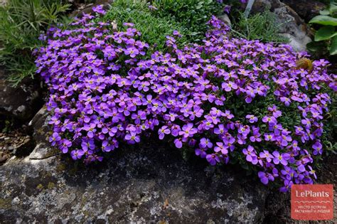 Обриета изящная (Aubrieta gracilis) — описание, выращивание, фото | на ...