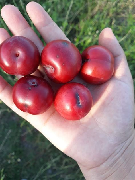 კახეთი ფოტო