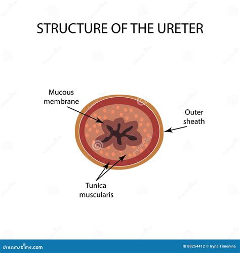 Structure Of The Ureter Infographics Stock Vector Illustration Of