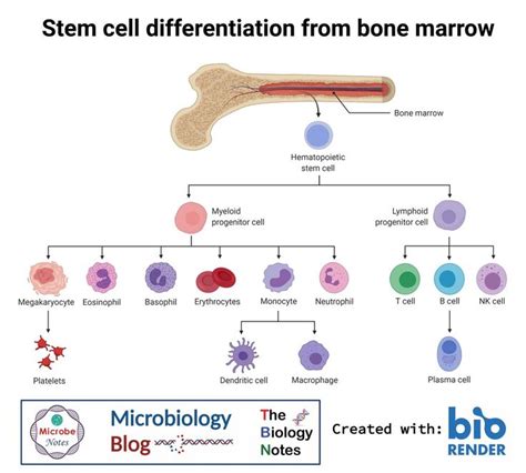A Diagram Showing The Structure Of A Bone