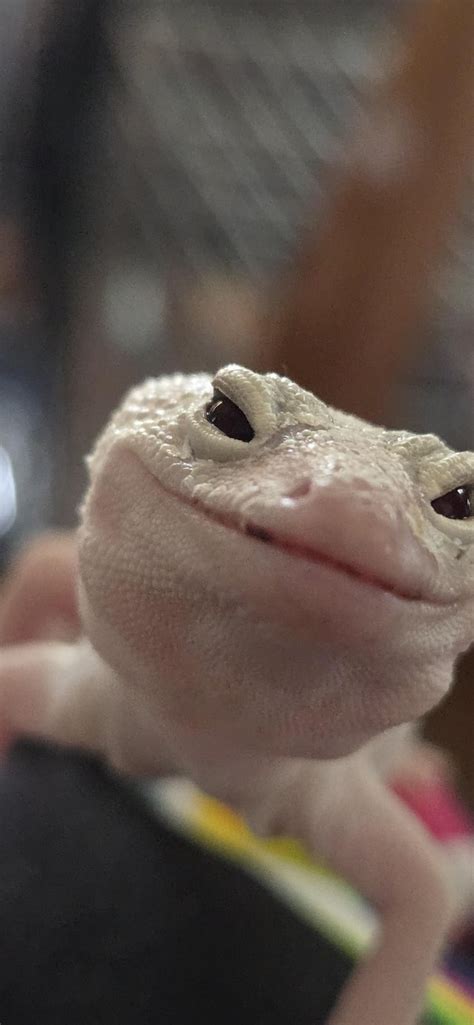 Update The Gecko With The Stuck Shed Eye Mask Rleopardgeckos