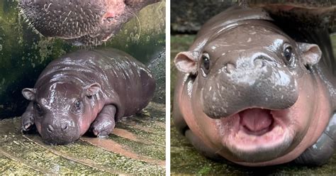 Moo Deng The Cute Hippo That Has Taken The World By Storm
