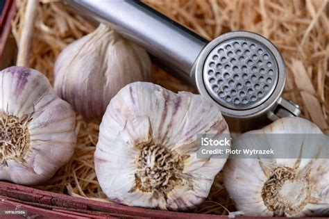 블랙 식탁에 신선 하 고 건강 한 마늘 감기에 대 한 건강 한 자연 항생제 어두운 배경입니다 0명에 대한 스톡 사진 및 기타