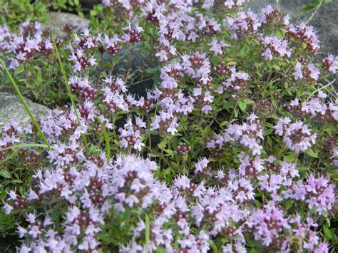 Благоухающий тимьян описание растения виды и сорта Антонов сад дача и огород Дзен