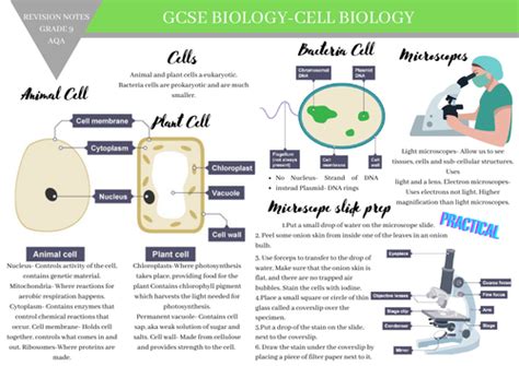 Gcse Biology Aqa Revision Notes Cell Biology Grade 9 Revision Notes