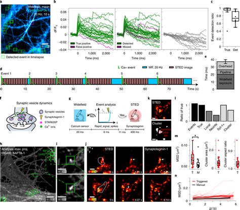 Neuronal Functional And Structural Imaging With Etsted A Mean Oregon Download Scientific