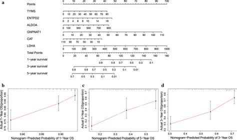 Construction Of A Nomogram Based On The Metabolism Related Signature In Download Scientific