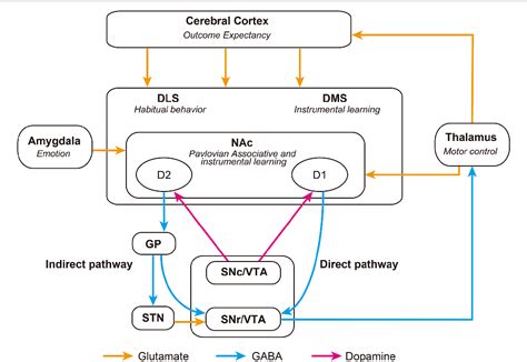 Figure 1 From Striatal Direct And Indirect Pathways Control Decision Making Behavior Semantic