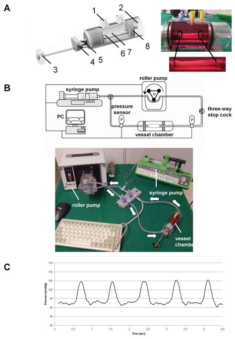 Ex Vivo Perfusion System A Vessel Chamber 1 Ports For Medium