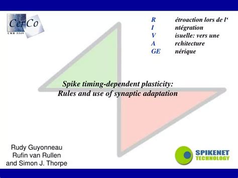 Ppt Spike Timing Dependent Plasticity Rules And Use Of Synaptic Adaptation Powerpoint