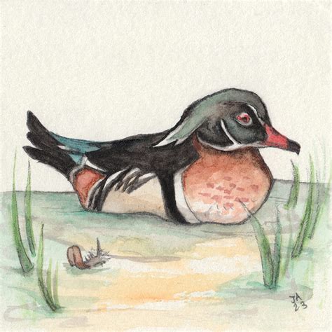 Wood Duck Watercolor Sold Print Only Nemaa