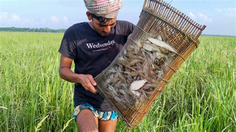 অদ্ভুত গ্রামের মাছ ধরা।। বাশের চাই দিয়ে ভাদ্রা চিংড়ি মটকা চিংড়ি মাছ