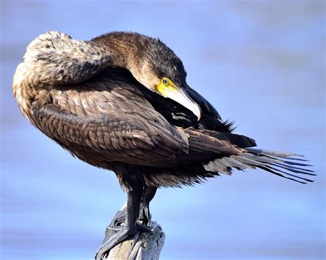 Aiguamolls Cormorant Bird Photography