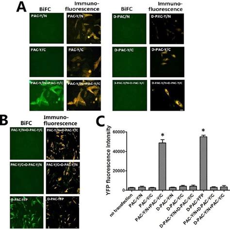 Bimolecular Fluorescence Complementation And Immunofluorescence A B