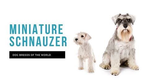 Miniature Schnauzer Pet Hero