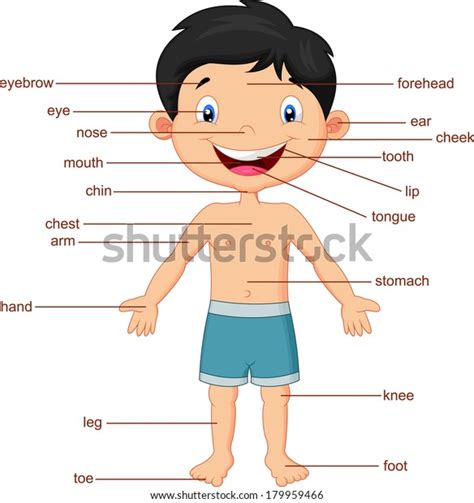 Illustration Of Vocabulary Part Of Body