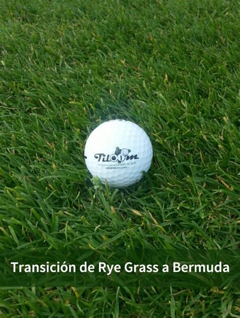Transition From Rye Grass To Bermuda