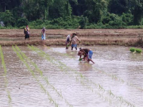 ဘုရားသုံးဆူမြို့တွင် Cerp အရ ဆင်းသုခမျိုးစေ့ထုတ် စိုက်ခင်းစိုက်ပျိုးနေမ