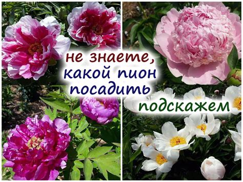 Разбираемся с видами и сортами пионов для тех кто не знает что