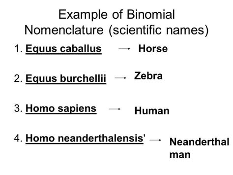 The Complete Answer Key For The Binomial Nomenclature And