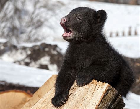 Fun Facts About Black Bear Cubs Inge Regine