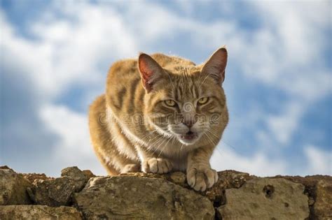 Warrior Cats Irl Part 2 Please No Requests For Now Rwarriorcats
