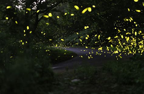 萤火虫夏夜飞舞 山林成梦幻世界 新浪图片