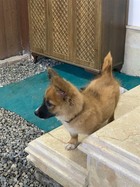 سگ پامر روباهی اینوبینو