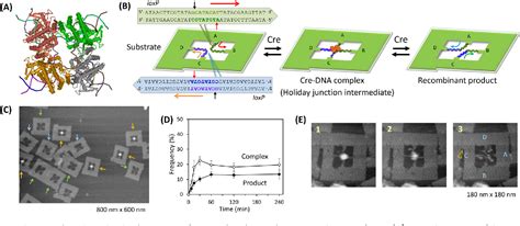 Figure 2 From Single Molecule Imaging Of Dynamic Motions Of Biomolecules In Dna Origami