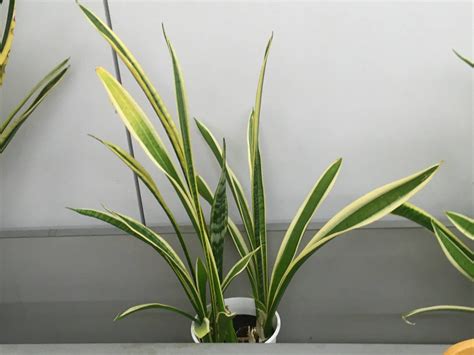 サンスベリアが細くなるのはなぜ？ 観葉植物ラボ