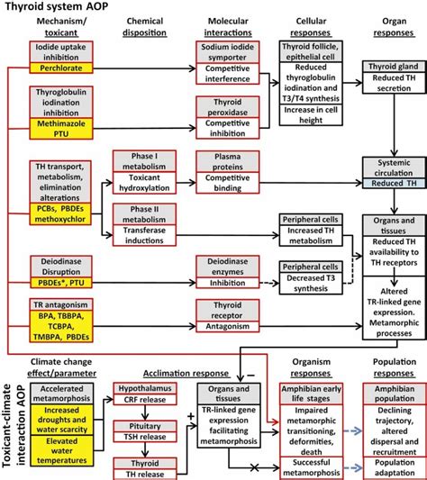 Illustrative Adverse Outcome Pathways Aop Of Toxicant Induced Climate