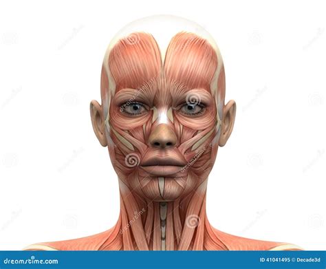 Female Head Muscles Anatomy Front View Stock Illustration