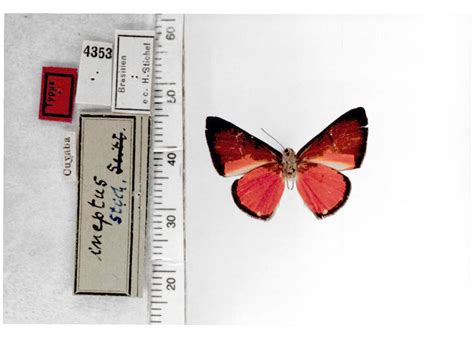 Mesene Phareus Type Specimens