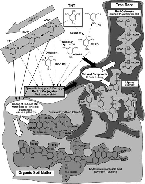 Main Tnt Degradation Steps And Possible Binding Sites For Download