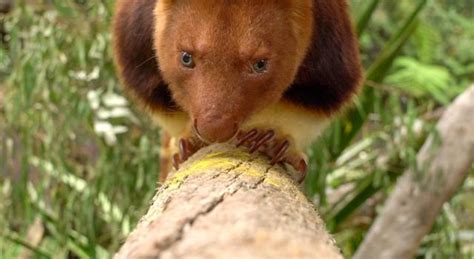 New Smells Stimulating Sanctuarys Tree Kangaroos Upper Yarra Star Mail