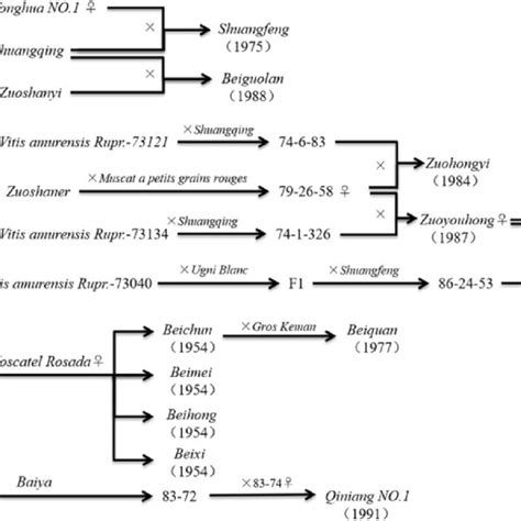 Seedlings And Hybridization Of Cold Resistant Varieties Produced From