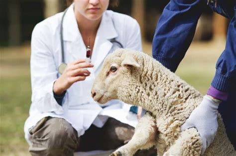 18 Best Goat Breeds For Milk And Meat Production